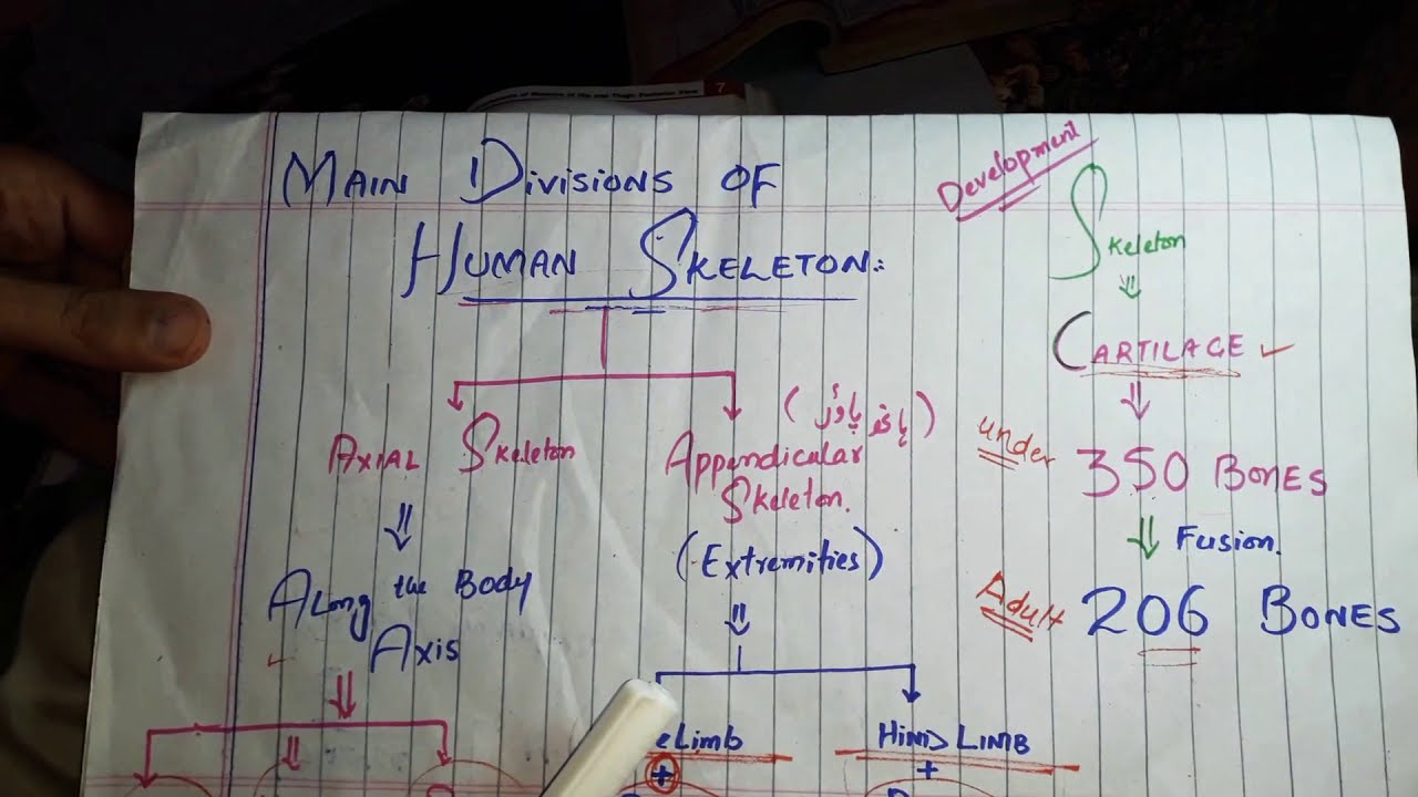 Division Of Skeleton Part 2|Axial skeleton|Skull Bones|Number of skull ...
