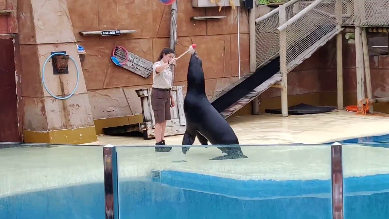 West Midlands Sea Lion Show 2019 UK - YouTube