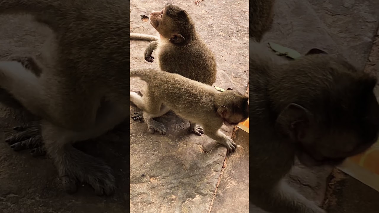 Baby Monkey Bobby ! Fun time - YouTube