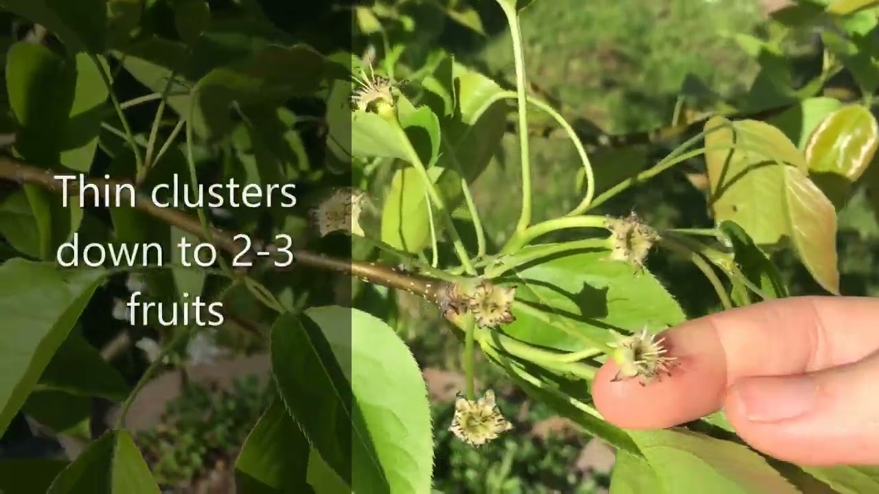 Thinning Fruit Trees Part 1 - Pinching off Tiny Fruits on a Fruit Tree ...