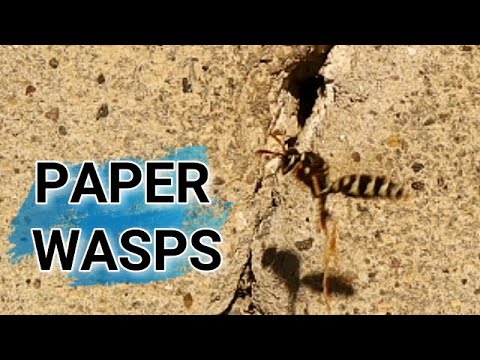 Paper Wasps Live In a Wall Crack in the Garden. Yellow Wasp Nest, Wasps ...