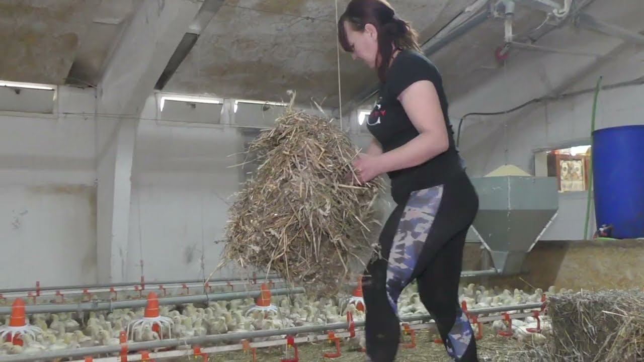 How a Poultry Farm Produces a Million Tons of Meat | Inside the Modern ...