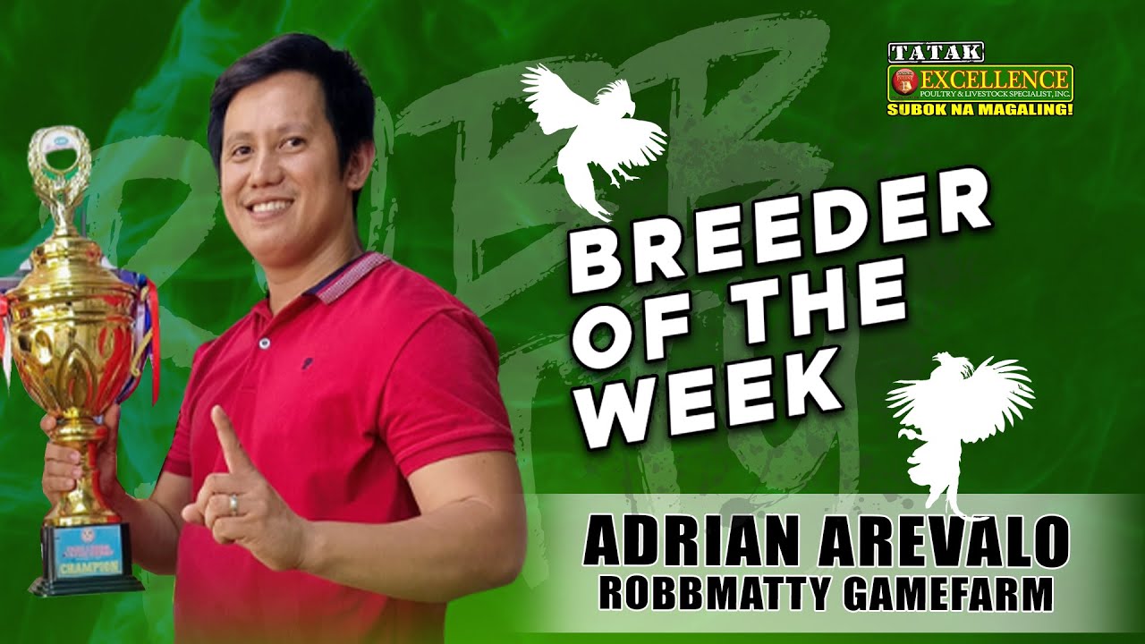 Breeder of the Week: Mr. Adrian Arevalo of RobbMatty Gamefarm - YouTube