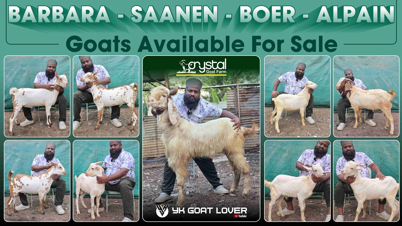 Quality Barbara, Saanen, Alpain, Boer, Goats Crystal Goat Farm I YK ...