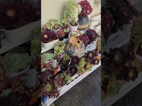 My succulent collection. This is my stress reliever.