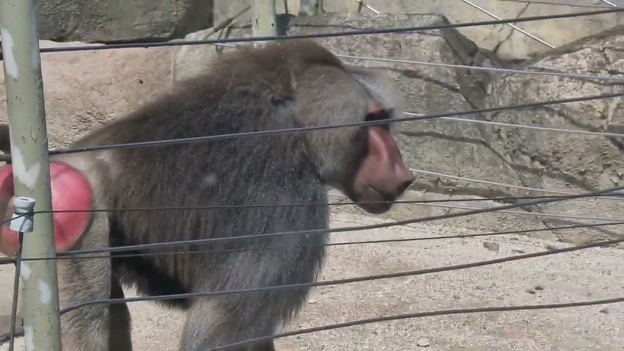 Monkey Tribe! - A Alpha Male Baboon Waling 우두머리 수컷 개코원숭이 - YouTube