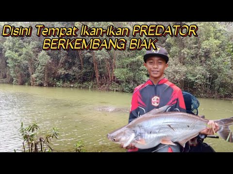 Spot Mancing IKAN PREDATOR BATAM || Mancing Di Danau yang Dipenuhi Ikan ...