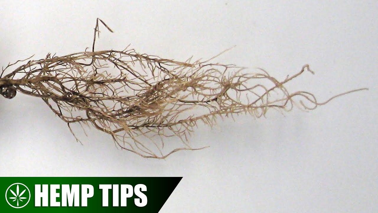 How to Stop Your Hemp Roots from Root Rot - YouTube