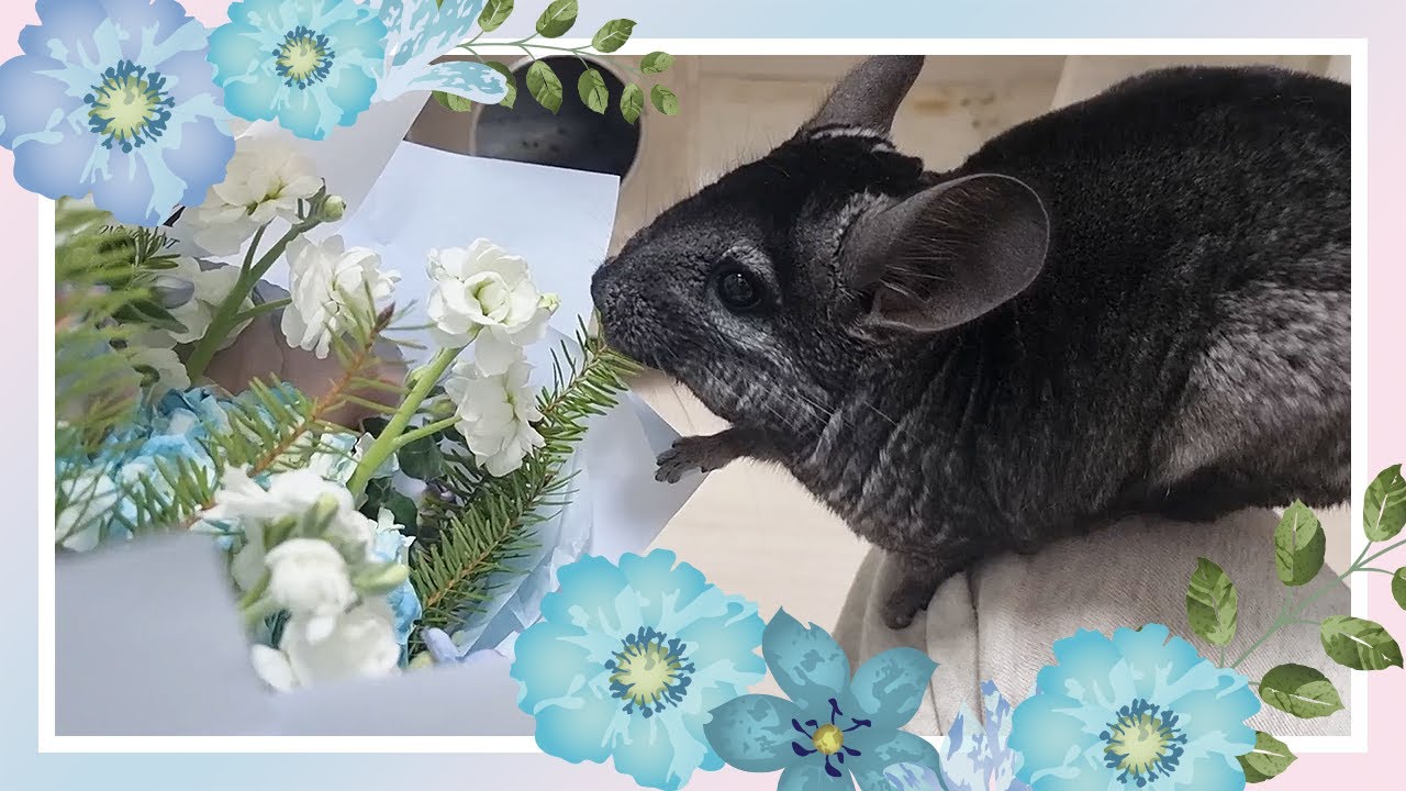 🌺친칠라가 꽃을 만나면?!🌺 (Chinchilla&Flower) - YouTube