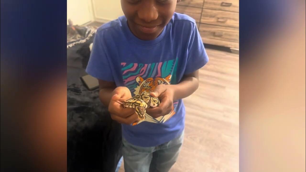 New Ball Python Owner. Any tips? - YouTube