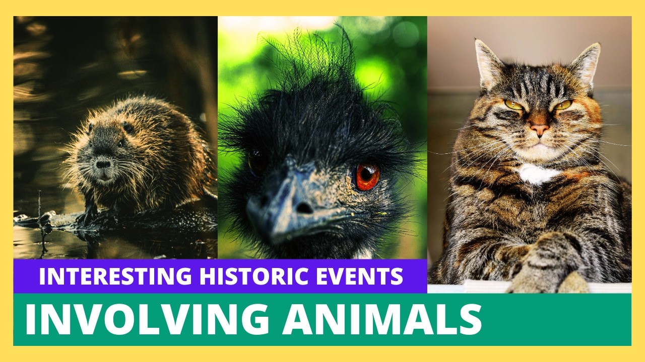 Interesting Historic Events Involving Animals - YouTube