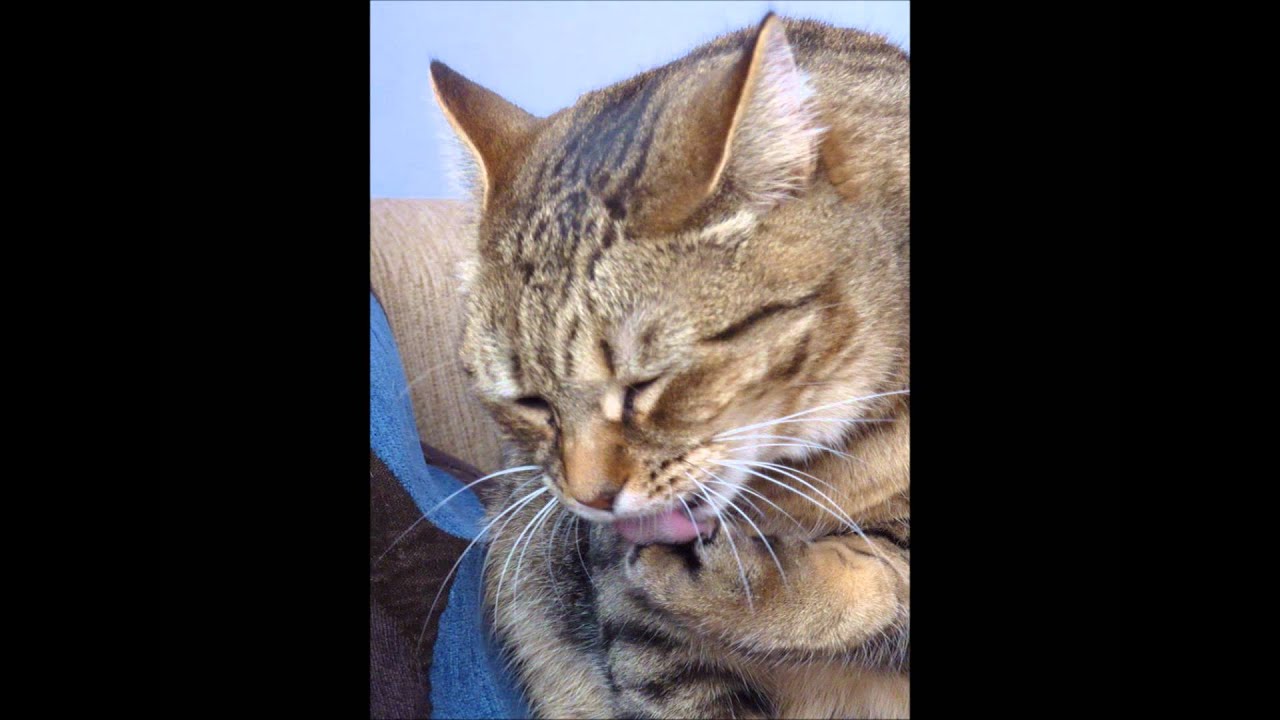 Cat washing face and paws HD - YouTube