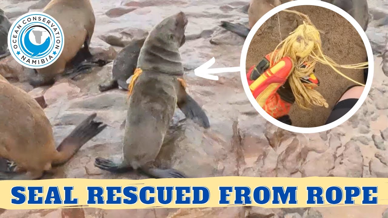 Seal Rescued From Rope - YouTube