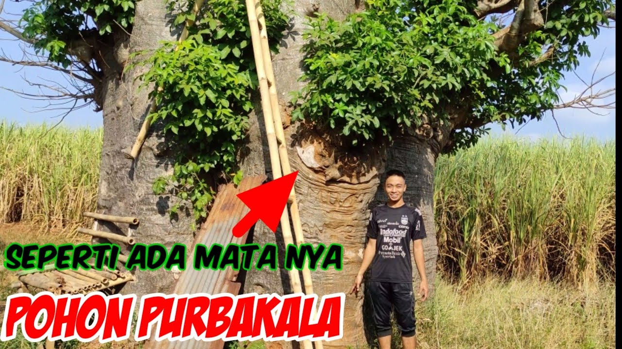 Melihat Pohon Terbesar Di Dunia | Tumbuhan Kitambleg / Asem Buta ...