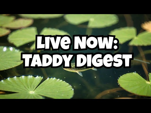 Videos – Taddy Digest