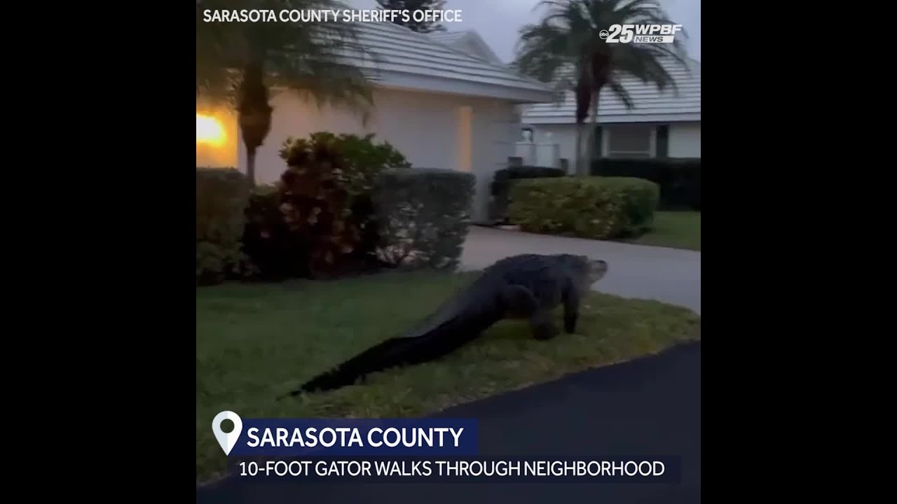 WATCH: Massive gator walks through Florida neighborhood on Easter - YouTube
