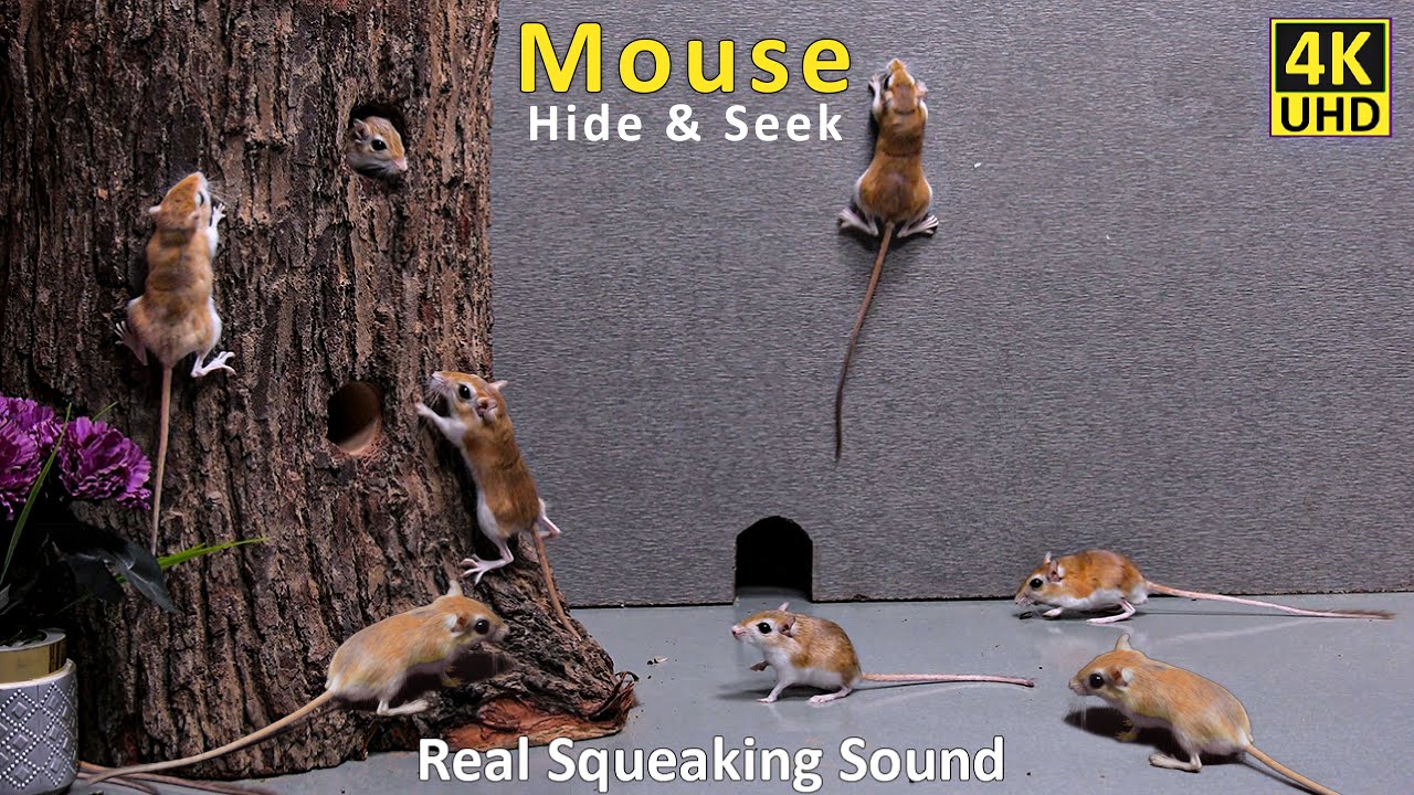 Cat TV Mice - The Ultimate Mouse Hide & Seek Challenge for Cats | Can ...
