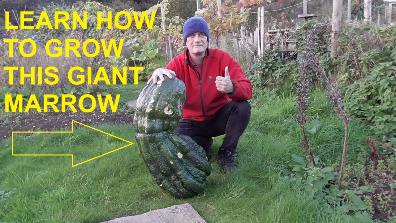 How To Grow A Giant Marrow From Start To Finish #gardening #ukgardening ...