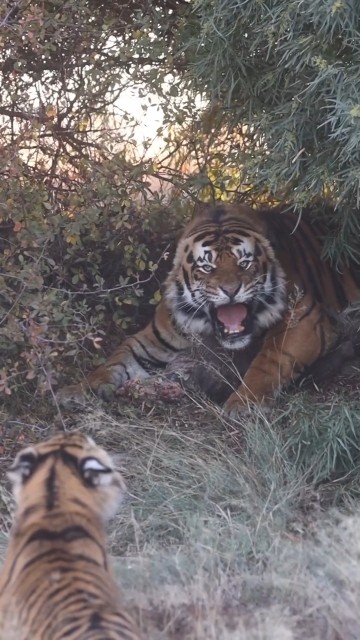 Tiger hunted, another tiger came to snatch the prey, fight started# ...
