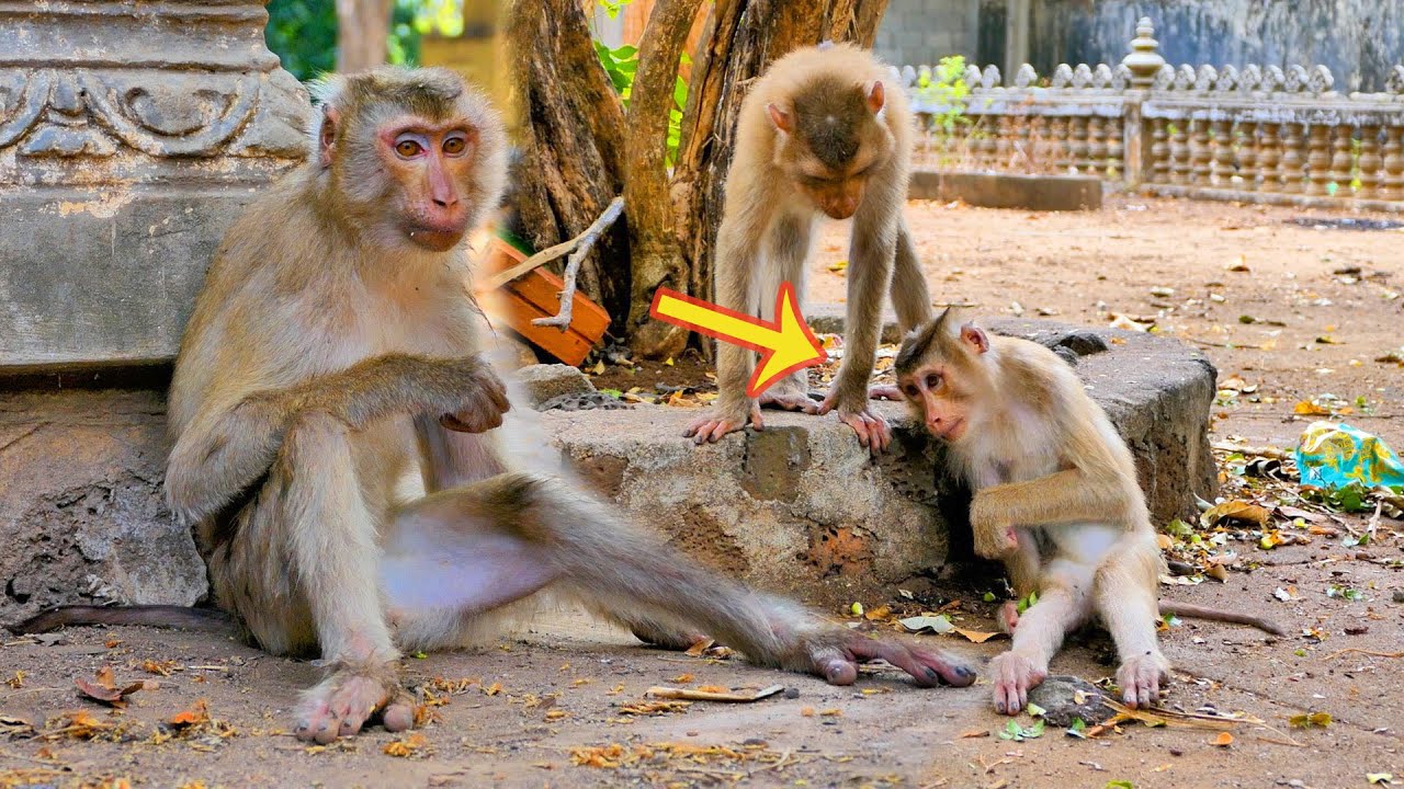 The action of monkey Moka when having trouble with time relieved - YouTube