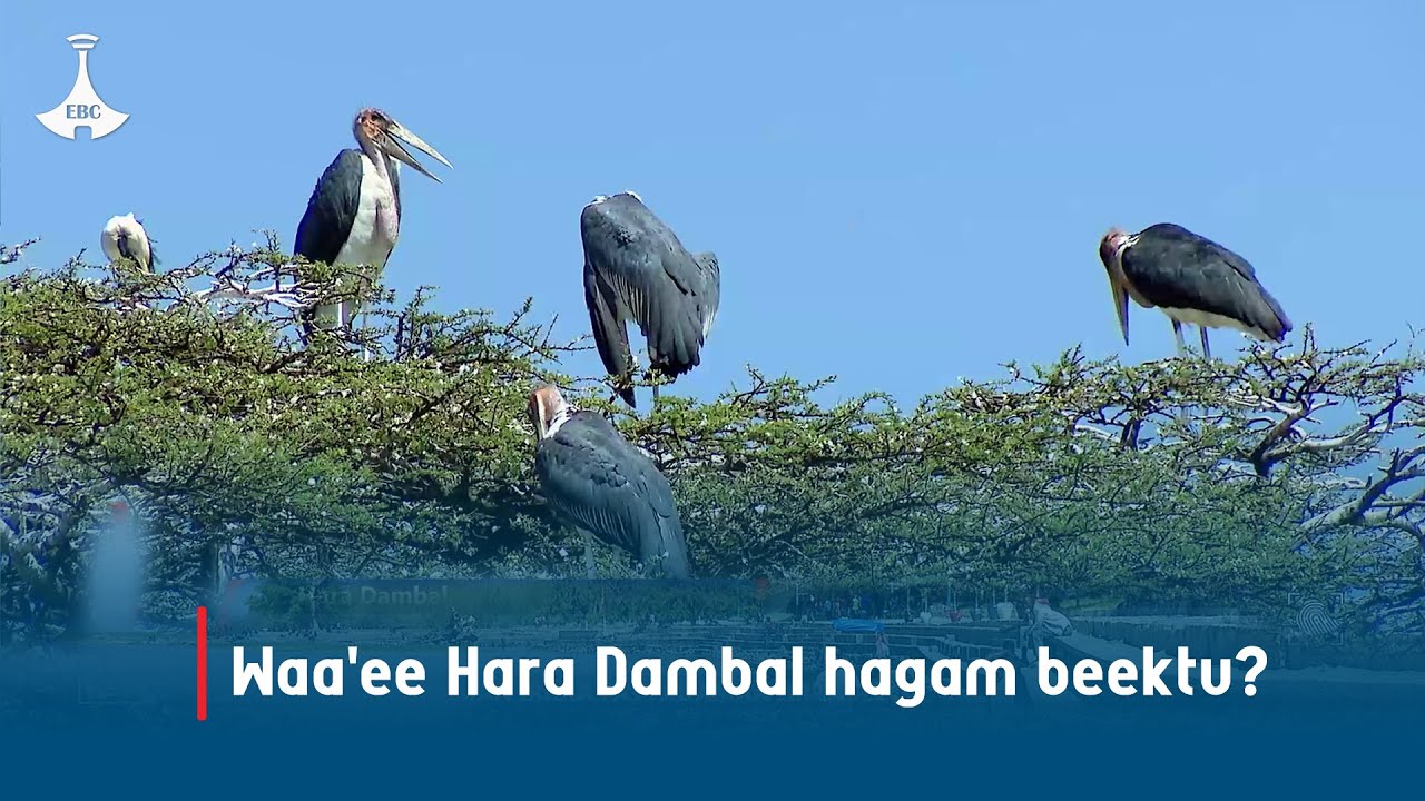 Waa'ee Hara Dambal hagam beektu? etv |Ebc |Etv Afaan Oromoo| oduu Etv ...