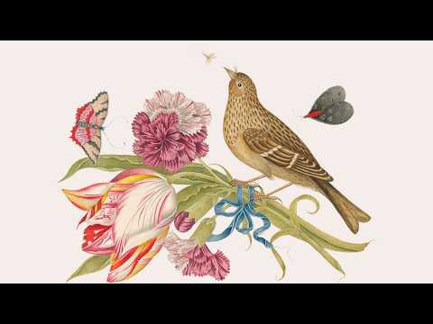 Vintage Floral & Bird TV Art | 18th Century Masterpiece (1 Hour Ambient Music)