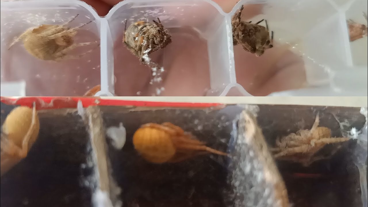 IBAT IBANG GAGAMBA#gagambafight#spider#gagamba#ma'am Liza channel - YouTube
