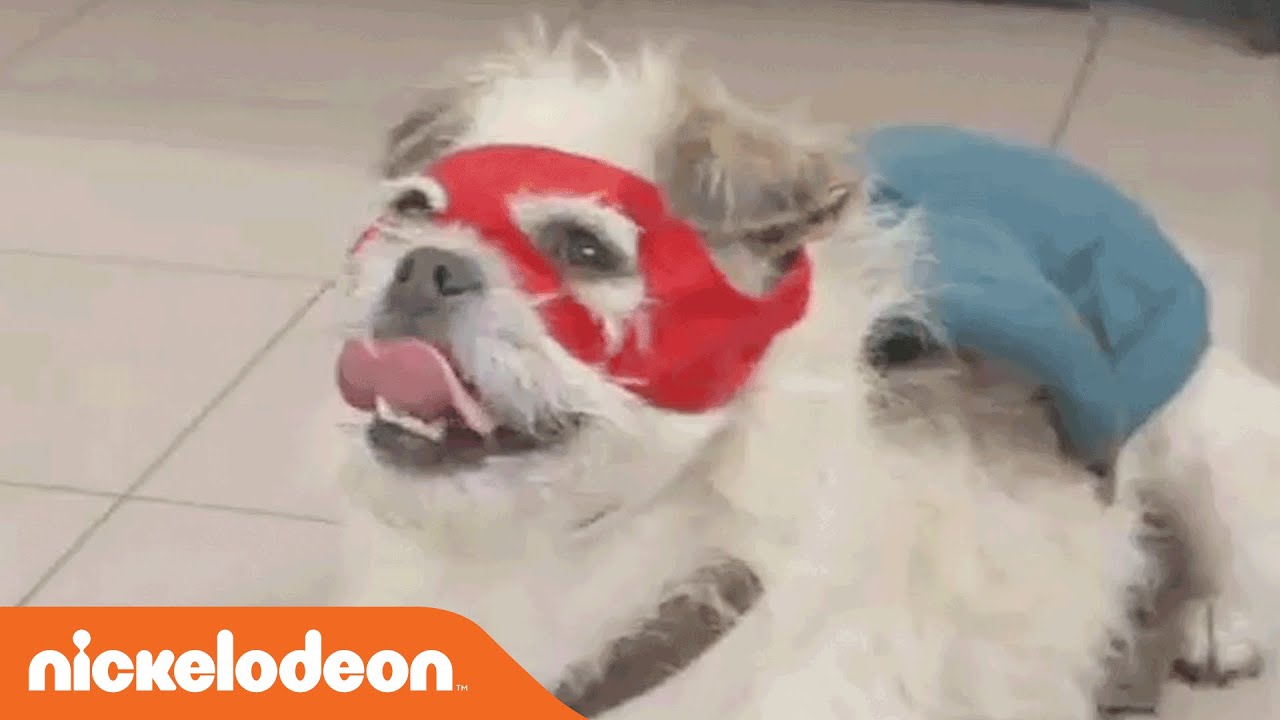 Pets Love Nickelodeon | Nick - YouTube