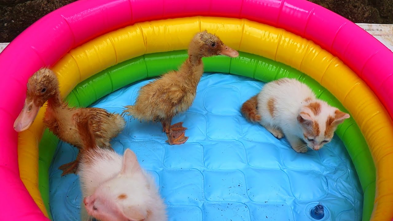 Bebek Bebek Lucu Melompat dan Berenang Bersama Kucing lucu - YouTube