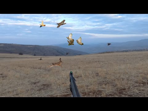 TAVŞANIN ÜZERİNE GERÇEKTEN BASIYORDUM , BÖYLE BİR AV VİDEOSU İZLEMEDİNİZ EMİN OLUN