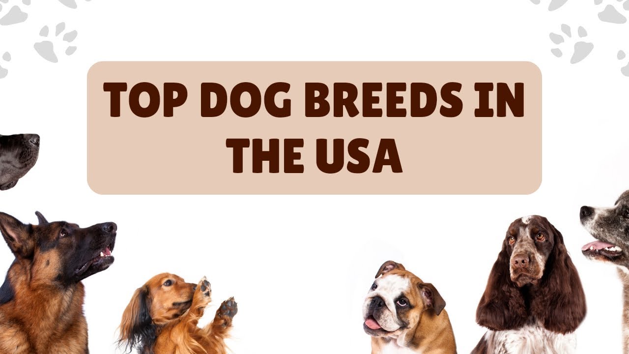 TOP DOG BREEDS IN THE USA l MOST FAMOUS DOG BREEDS IN AMERICA #doglover ...