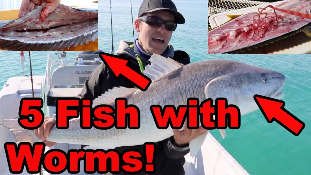 5 Fish with WORMS in the MEAT! - YouTube