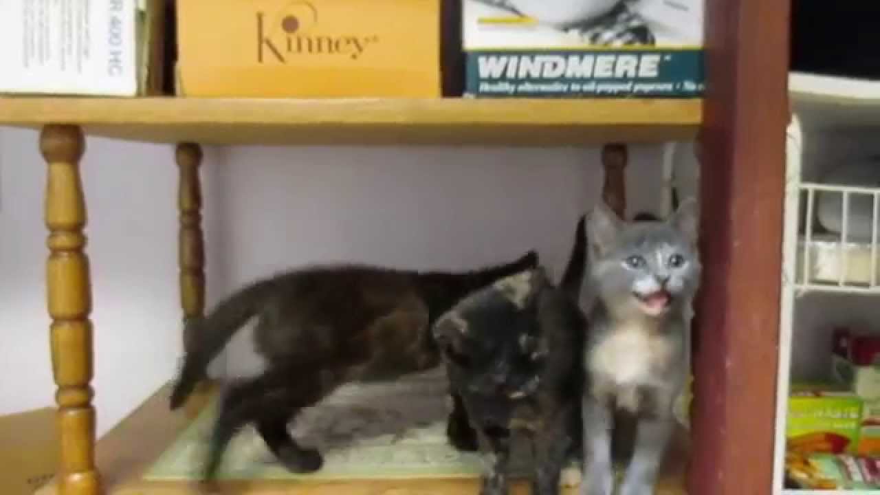 kitten choir 2 - YouTube