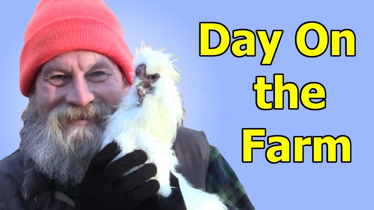 Life On A Small Farm 🐤 A Day On The Homestead - Live Life DIY - YouTube
