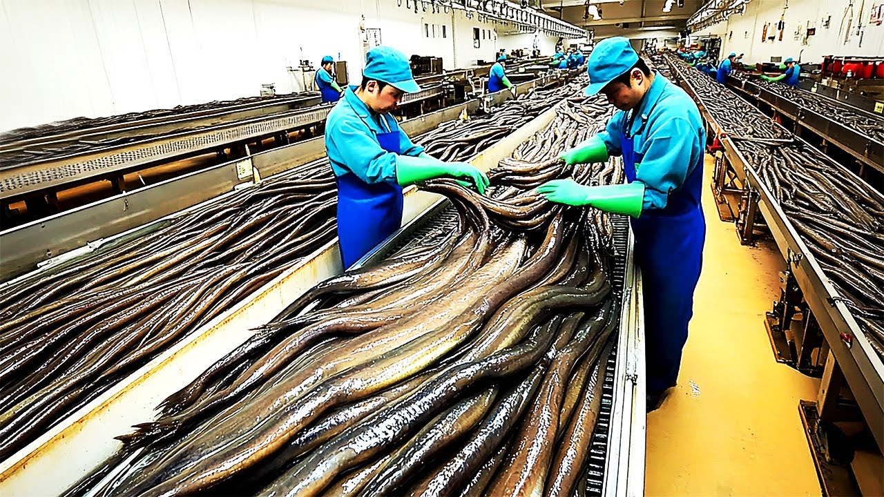 Inside Eel Farming - How Millions of Eels Are Bred, Raised, and ...