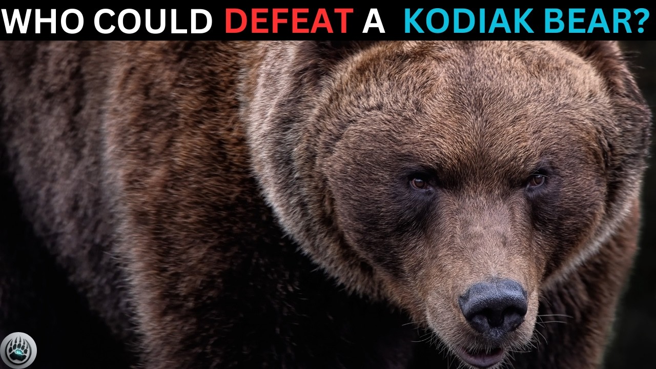Kodiak Bear vs All Bears: The Ultimate Strength Battle! - YouTube