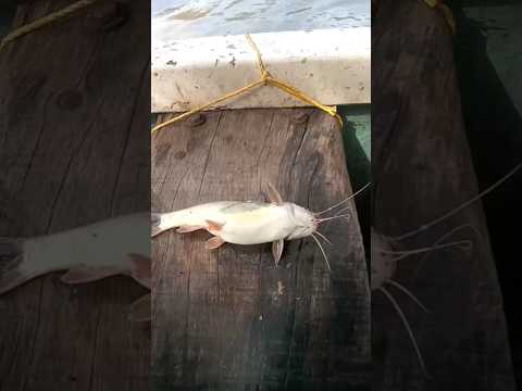 chivani gabuli 🎣🌧️🌊 #shorts #fishing #viralvideo #trending #shortsfeed