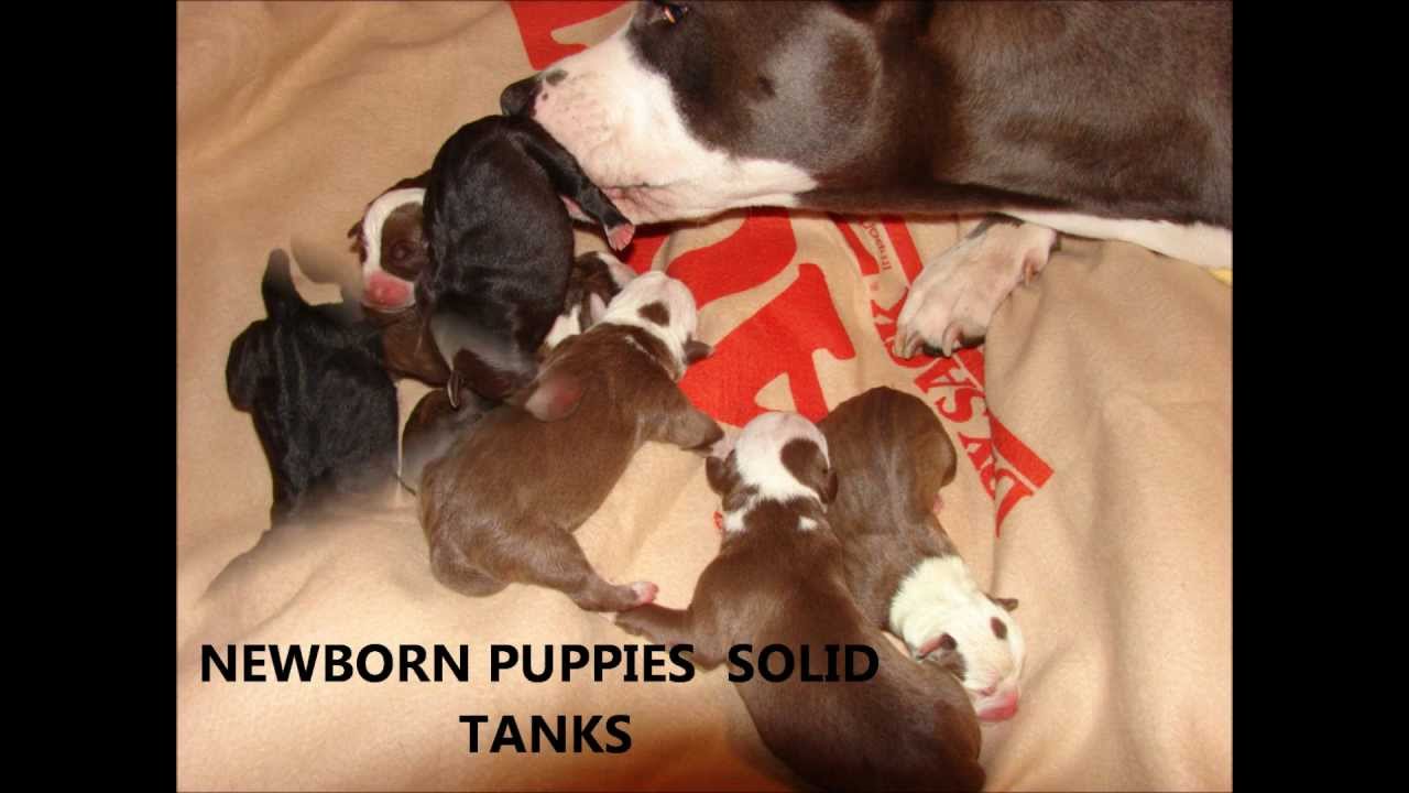 PUREBRED APBT PUPPIES FOR SALE HALF BLUENOSE HALF REDNOSE GOTTI ...