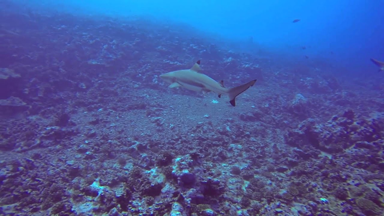 Moorea Scuba Dive - 2015 May - YouTube