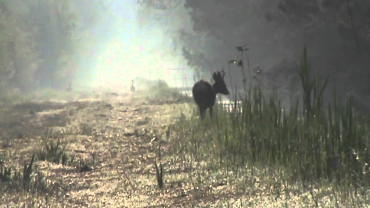 Reebok (Roe Deer, Capreolus capreolus) 21-04-2011 - YouTube