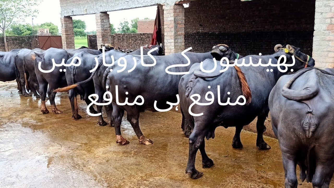 Desi Buffalo Farm in Pakistan | Low Budget Dairy Farming | Nili Ravi ...