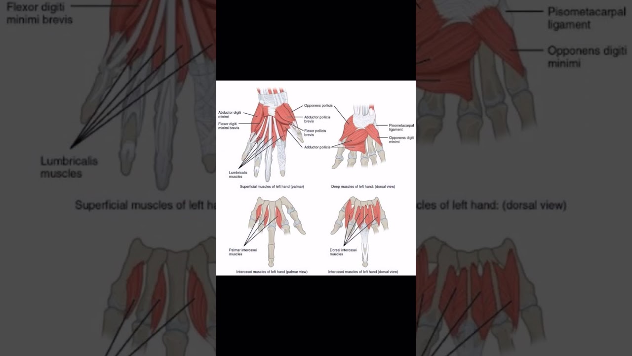 Biomechanics of wrist and hand complex- Part 2 - YouTube