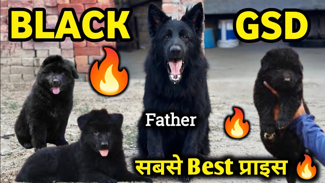 DOUBLE COAT BLACK GSD PUPPIES IN LOW PRICE - YouTube