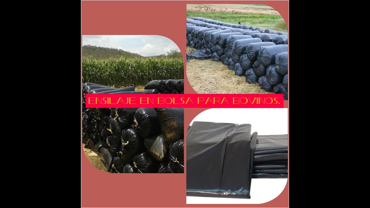 Preparación de ensilaje en bolsa para bovinos. Preparation of silage in ...