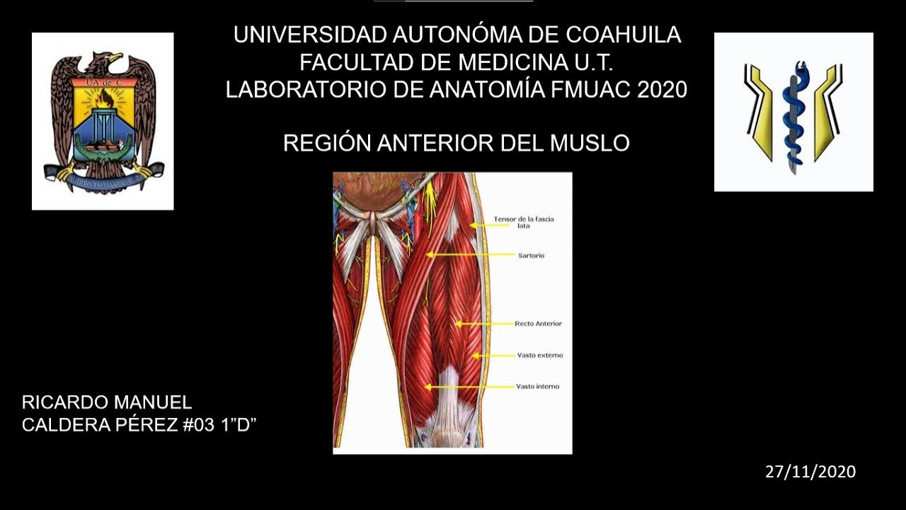 REGIÓN ANTERIOR DEL MUSLO/LAB. DE ANATOMÍA FMUAC 27/11/2020 - YouTube