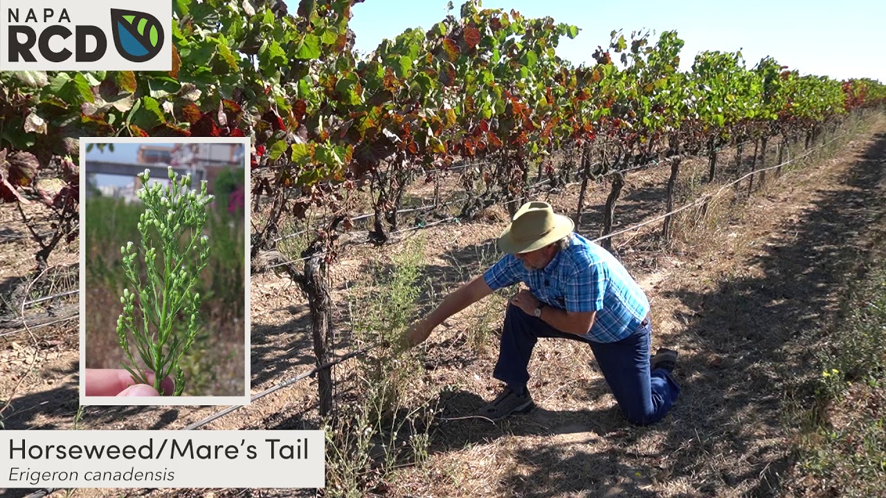 Post-Harvest Weed Control with Napa RCD and John Roncoroni - YouTube