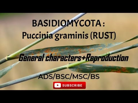 BASIDIOMYCOTA: Puccinia graminis (Rust) General characters ...