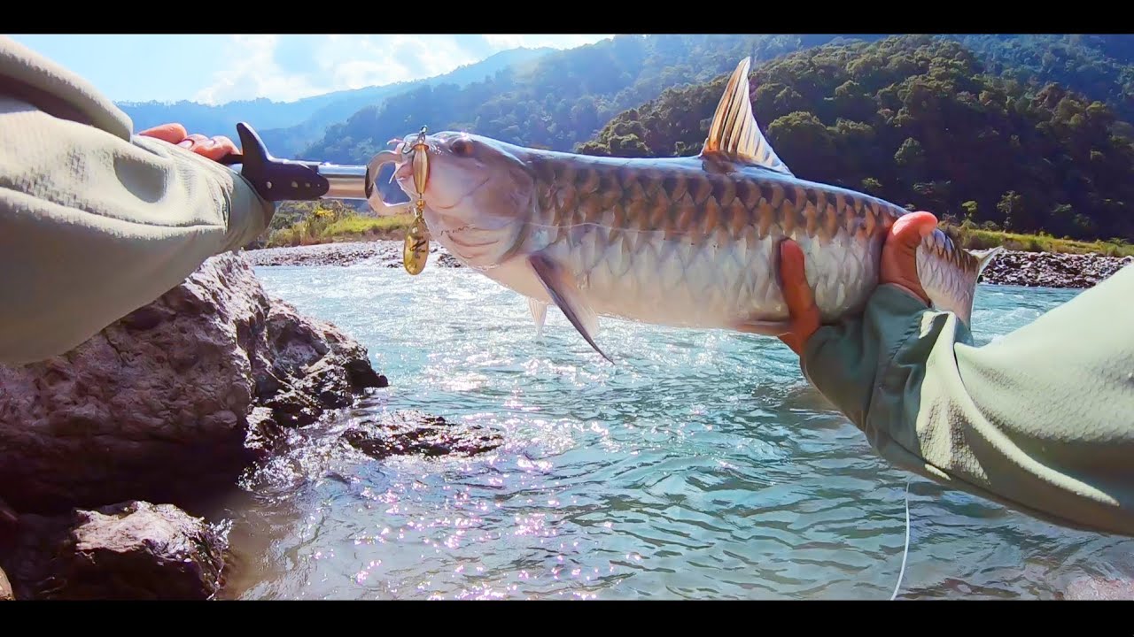 Solo overnight fishing trip in Rangeet River Sikkim for copper mahseer ...
