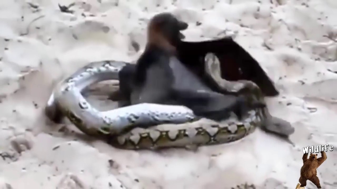 Bat Vs Python Wildlife - YouTube