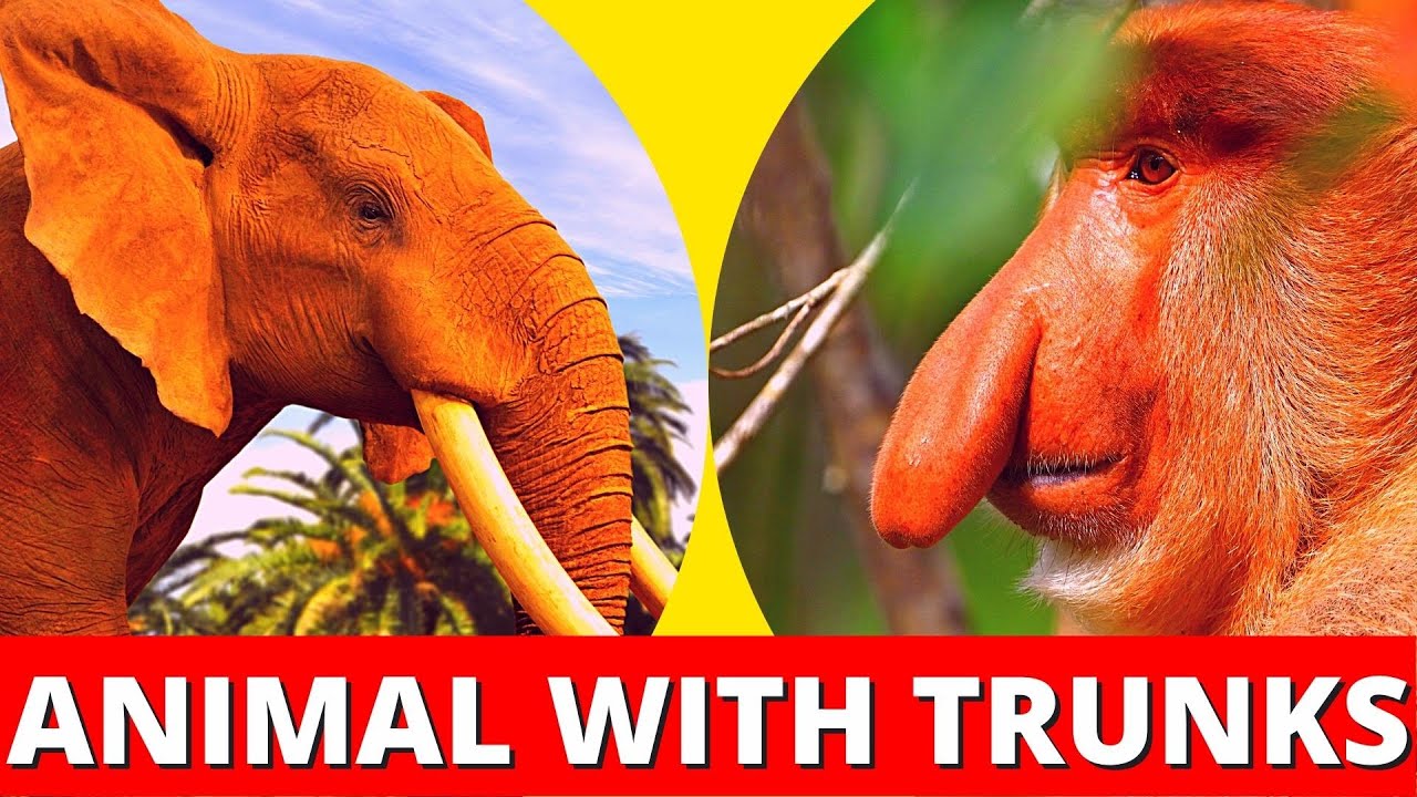 ANIMALS WITH TRUNKS For Kids | LEARN ANIMALS THAT HAVE TRUNKS in ...